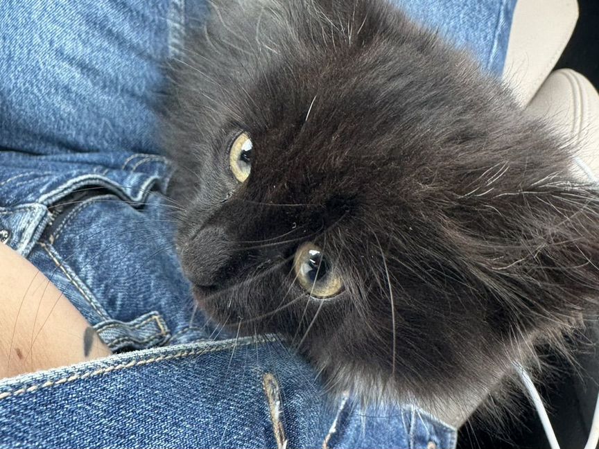 Девочка 2 месяца пушистая