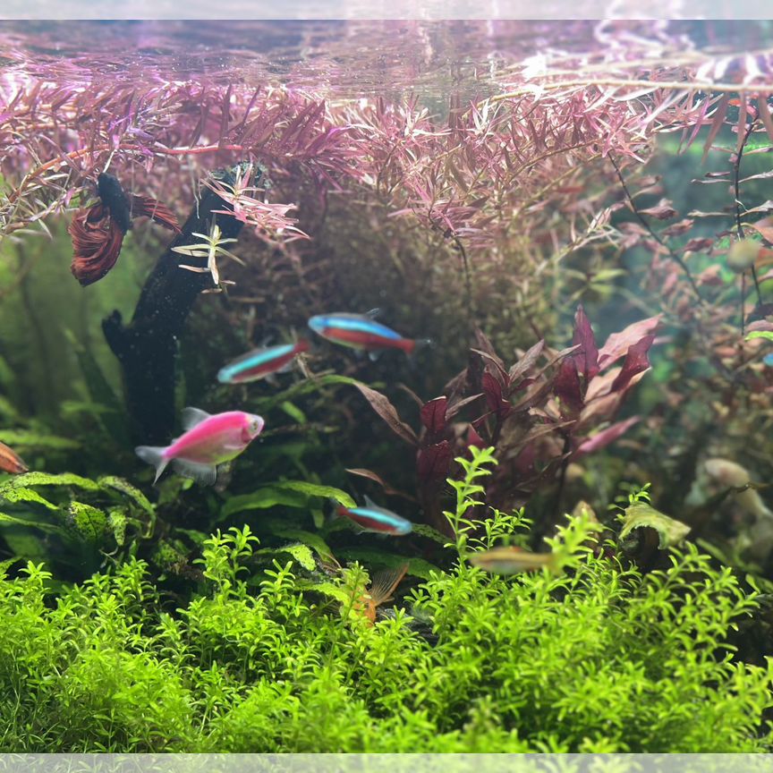 Аквариумные растения