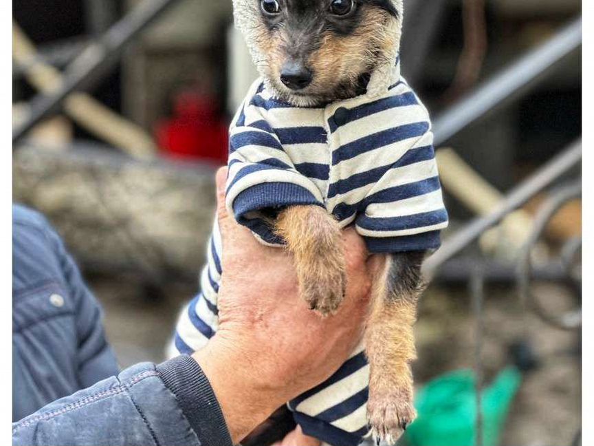 Малыш в добрые руки