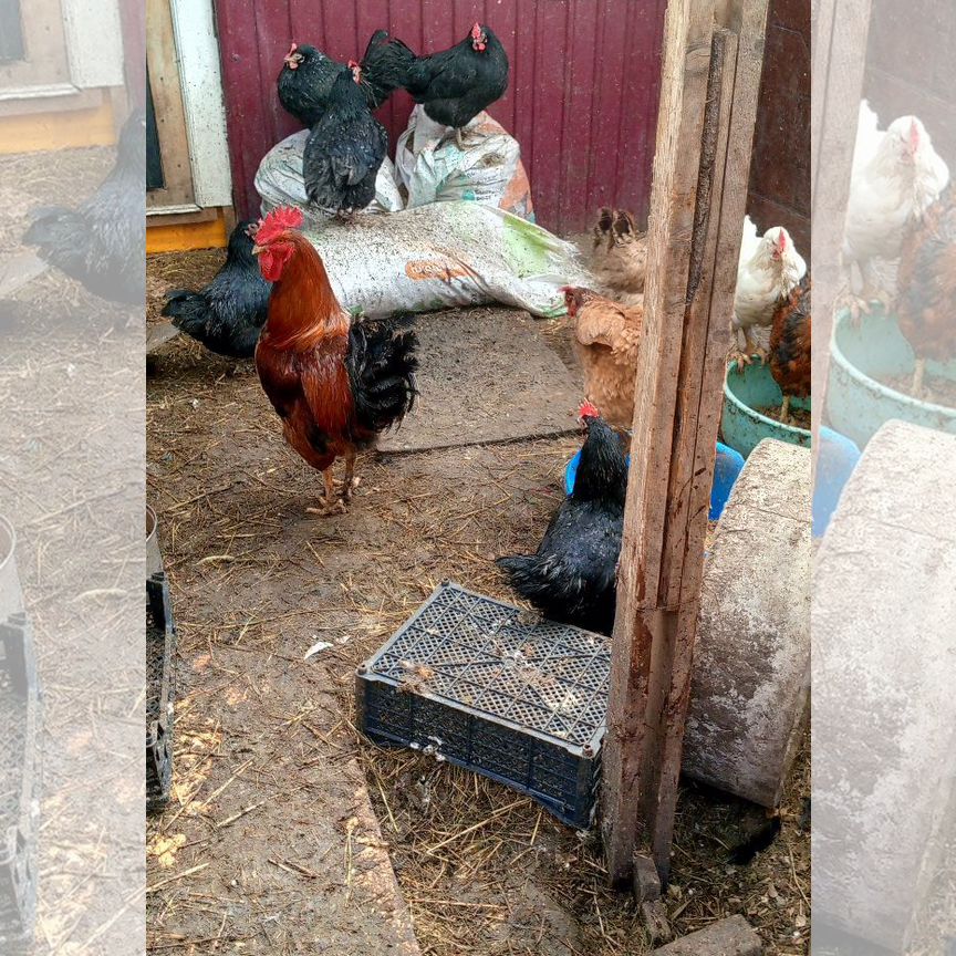 Курочки молодки несушки