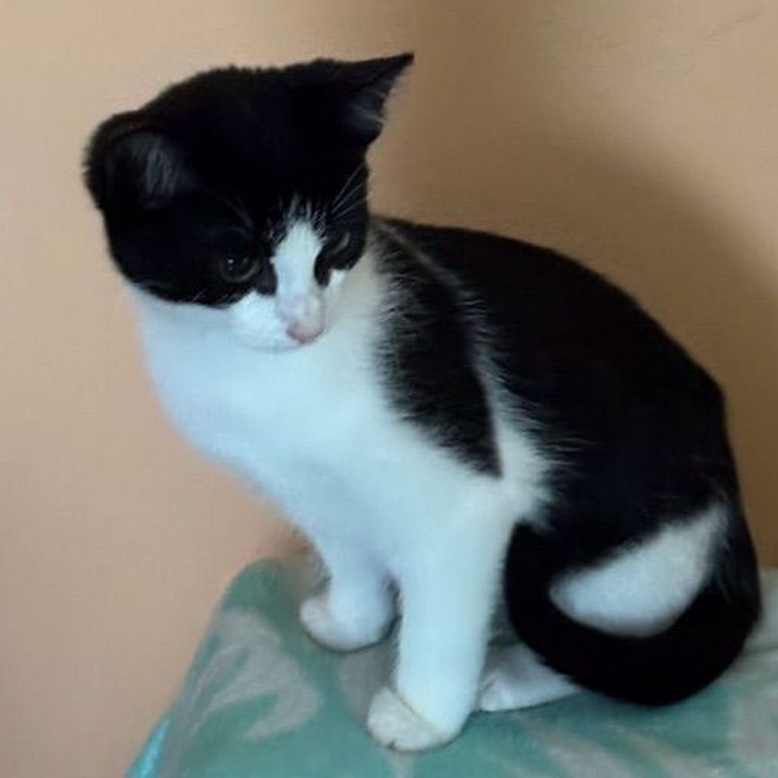 Котёнок в добрые руки