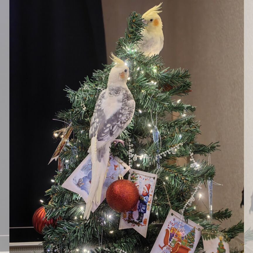 Попугай корелла мальчик