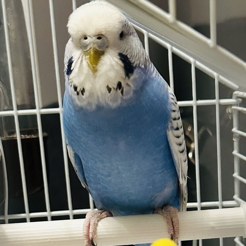 Попугай получех