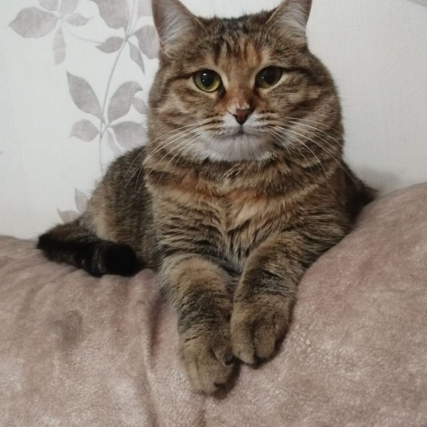 Анфиса и Алиса