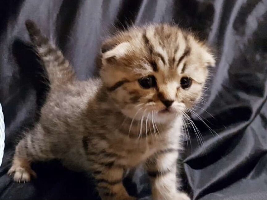 Шотландская вислоухая