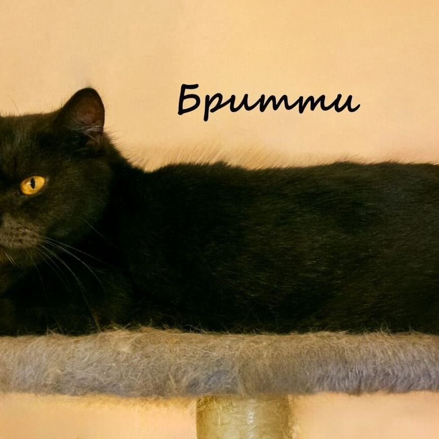 Кошечка Бритти ищет дом