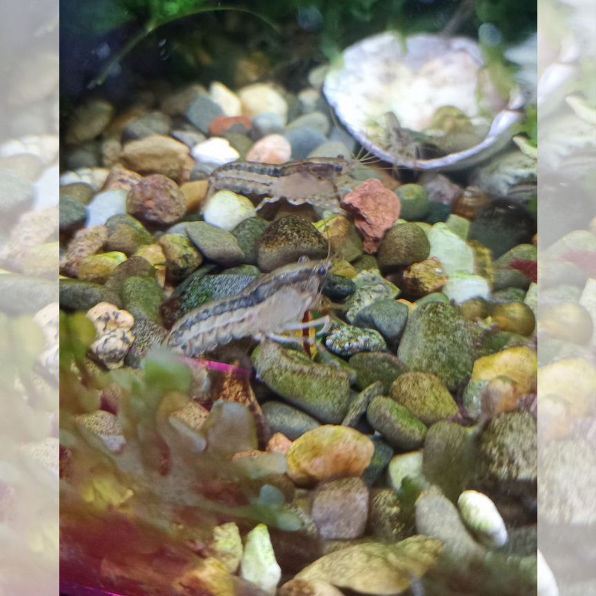 Карликовый техасский рак