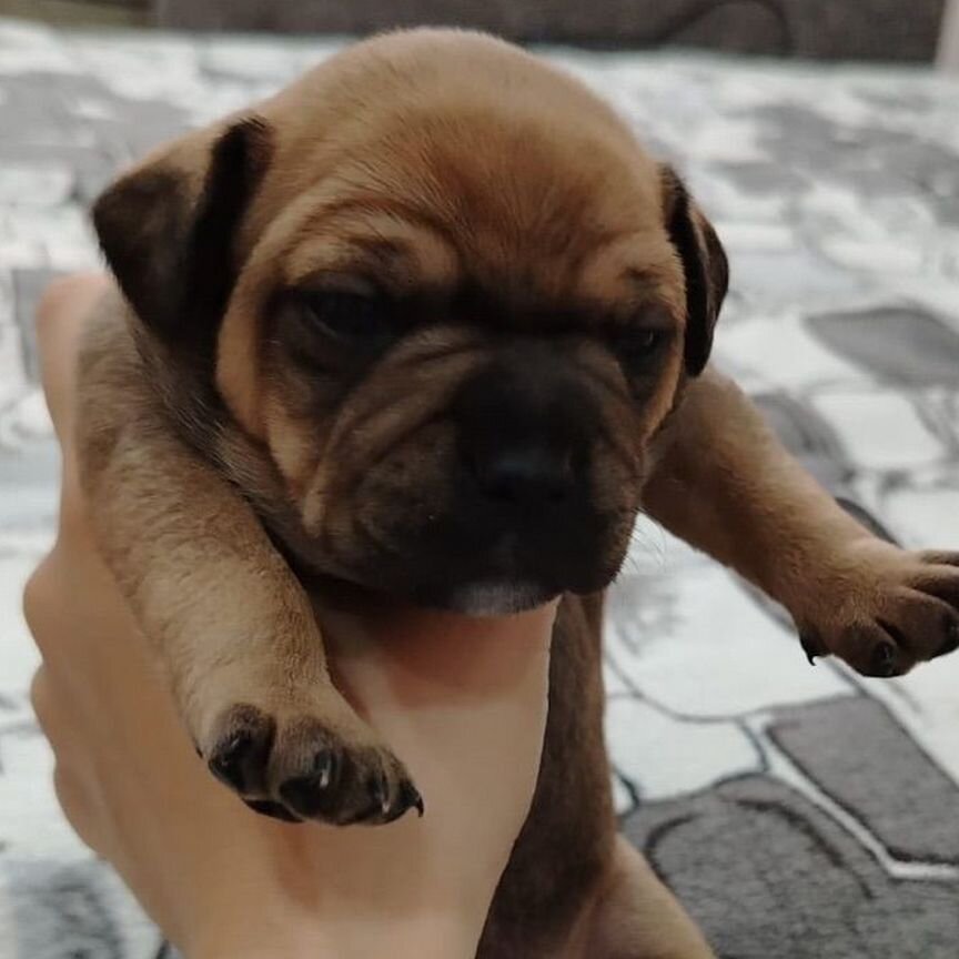 Французский бульдог, щенок