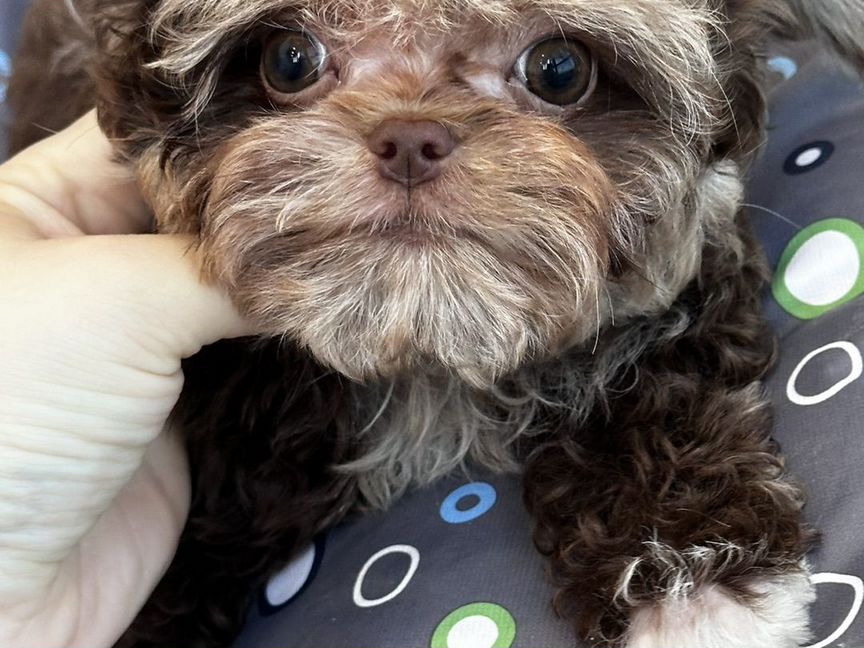 Мраморные мальтипу