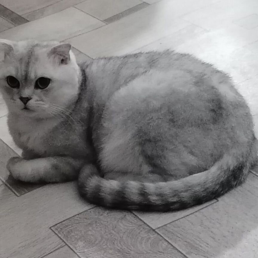 Шотландский прямоухий короткошёрстный, взрослый кот