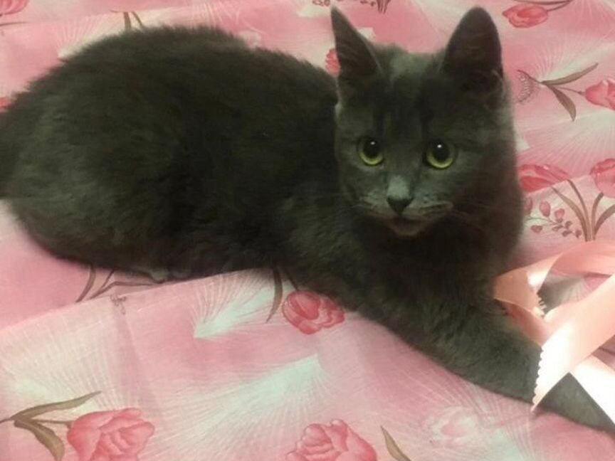 Котенок в добрые руки