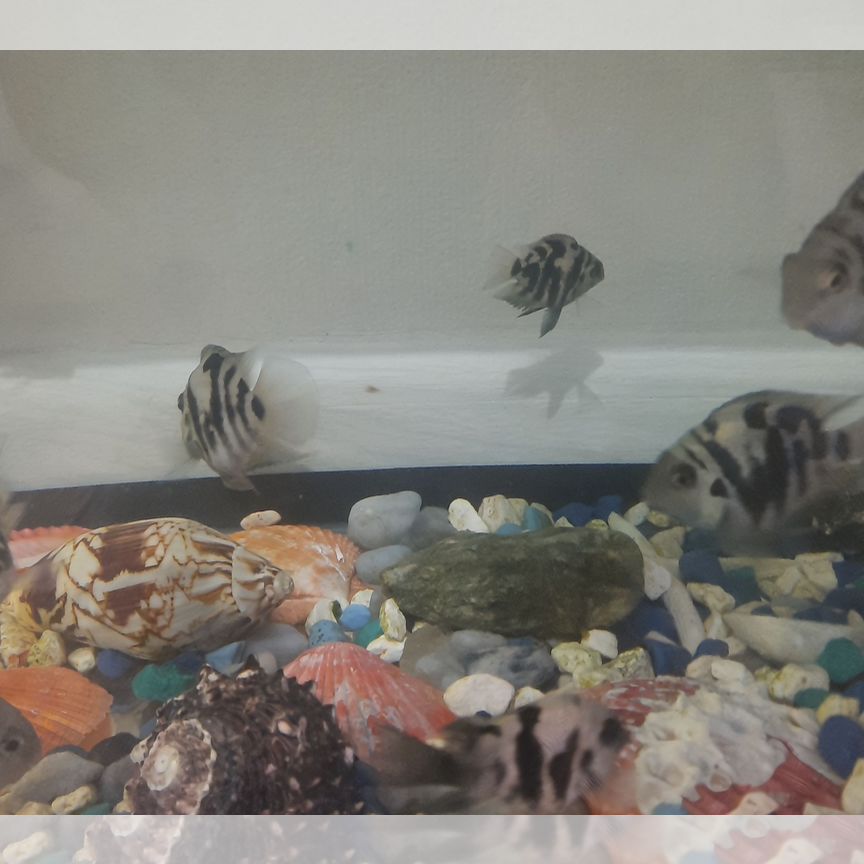 Попугай панда