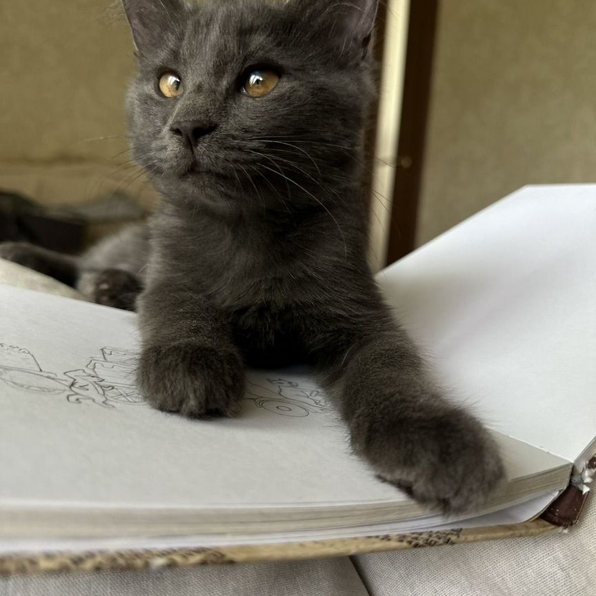 Милый котенок Герцог ищет дом