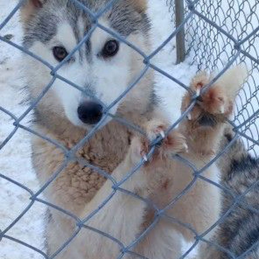 Сибирский хаски