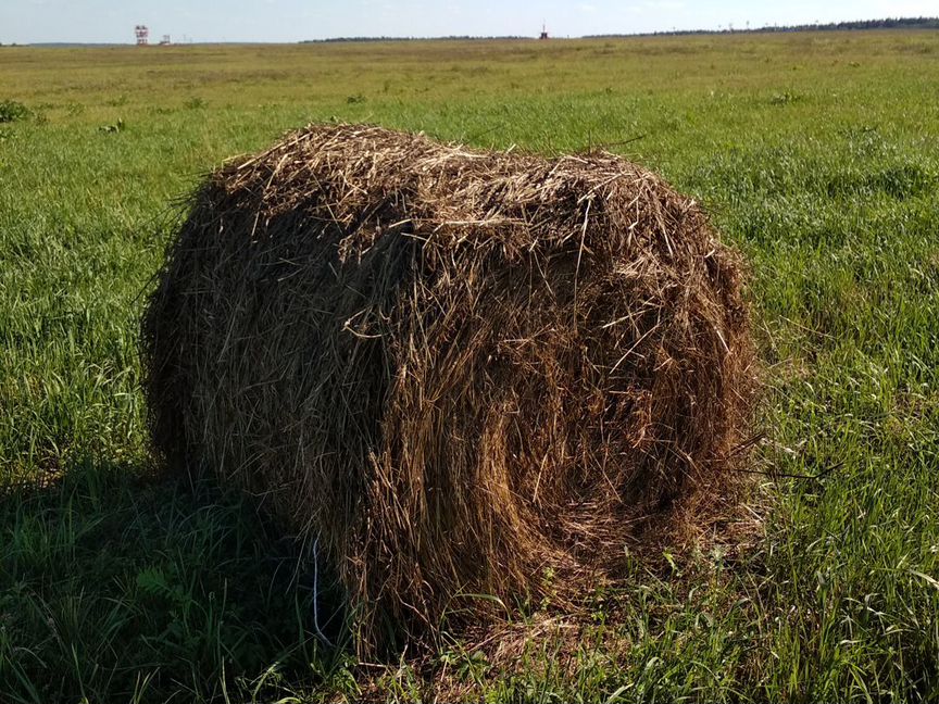 Сено в рулонах луговое, посевное