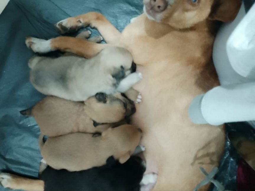 Щенки в добрые руки