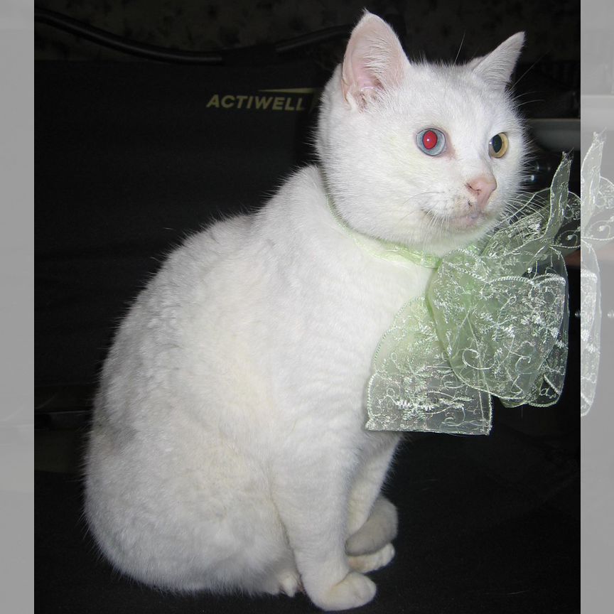 Британская короткошёрстная, взрослая кошка