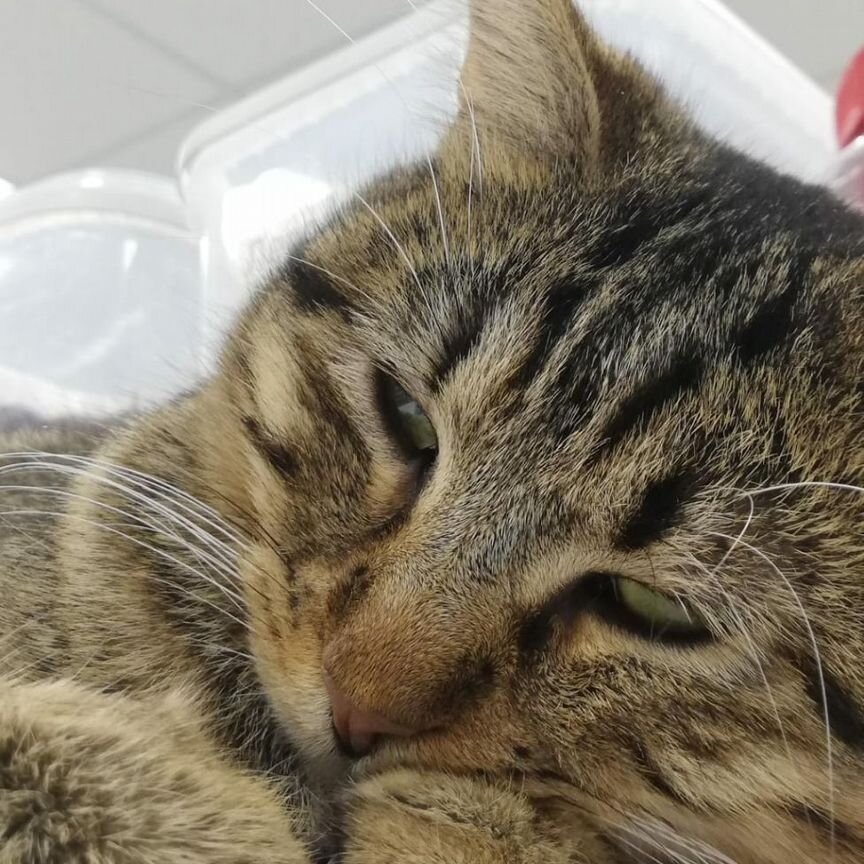 Котенок Леонид