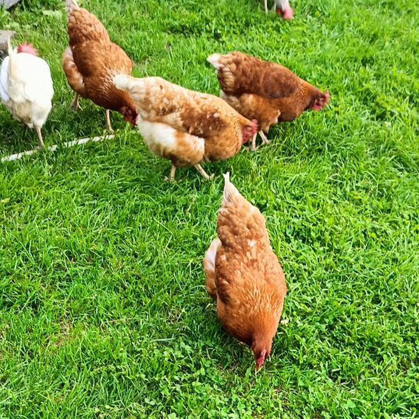 Продам кур