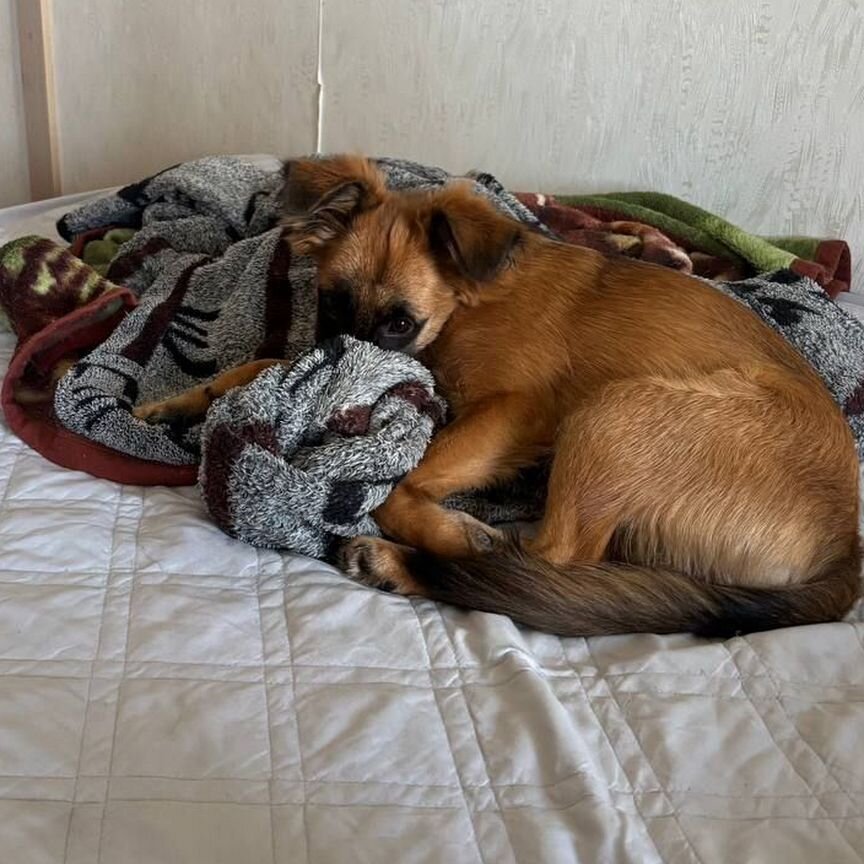 Щенок в добрые руки
