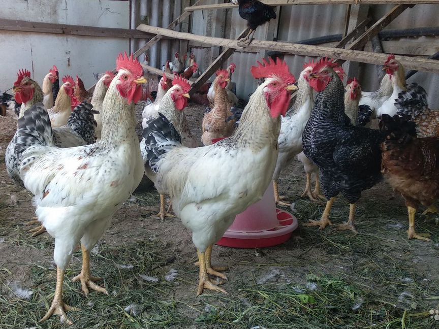 Домашние молодые петухи