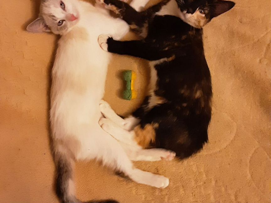 Две кошечки 1.09.23г.р