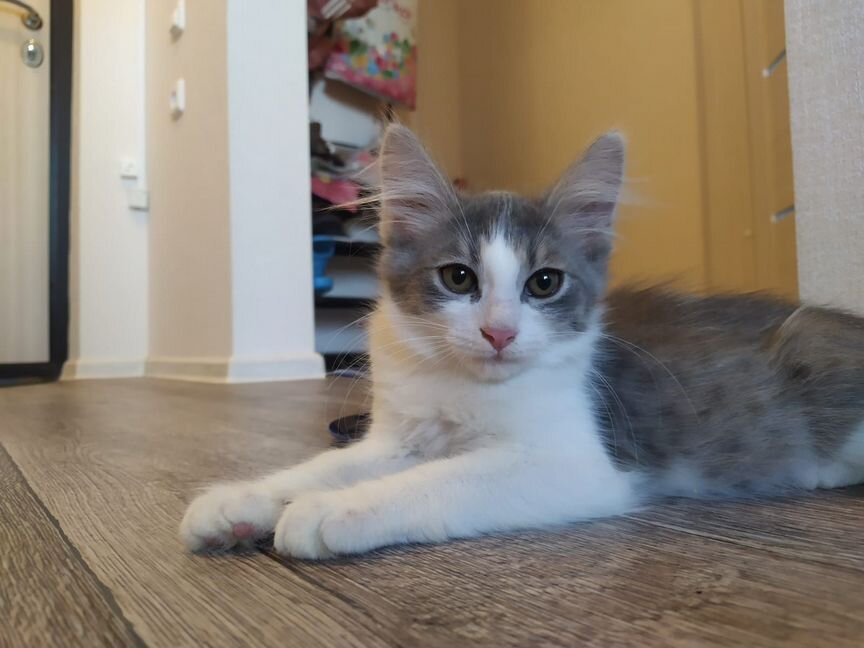 Два котенка ждут своих мам пап