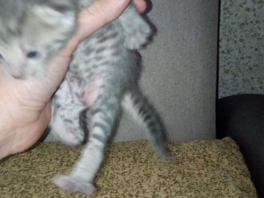 Бенгальские котята