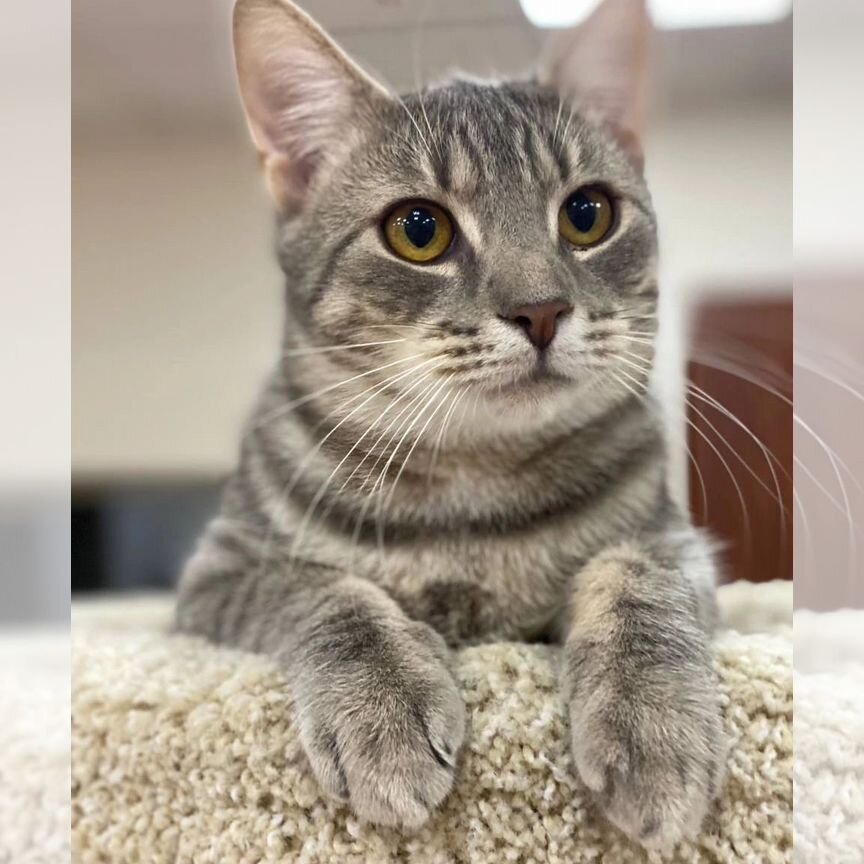 Кот котенок красавец