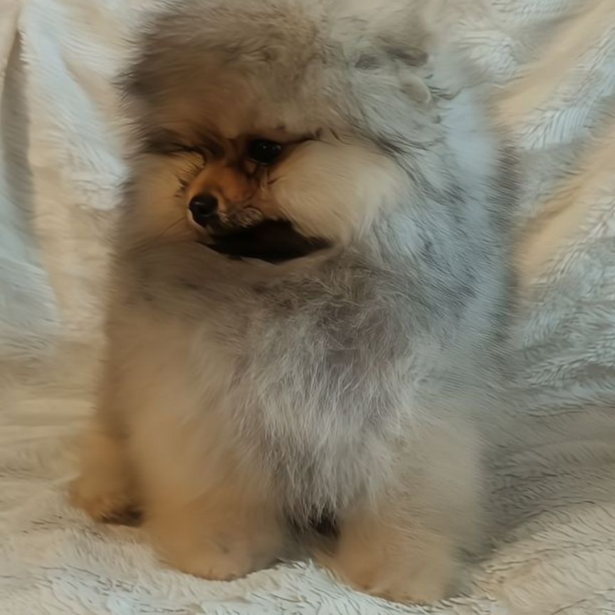 Померанский шпиц, щенок