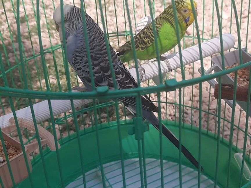 Выставочный и волнистый попугаи с клеткой