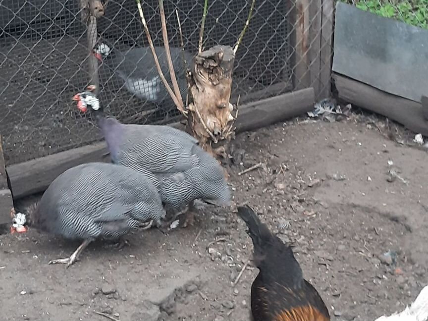 Куры несушки