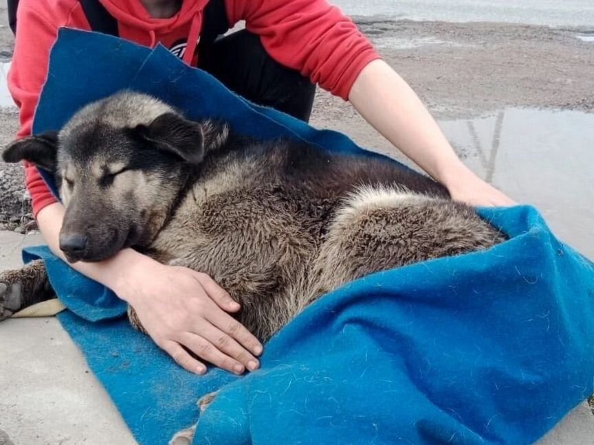 Несчастный щенок ищет дом
