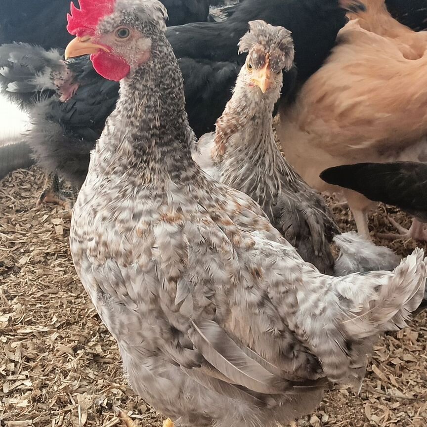 Куры мини яичные