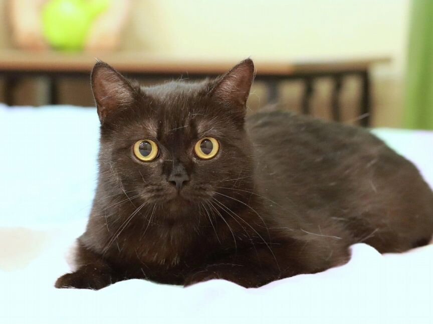 Кошки бесплатно