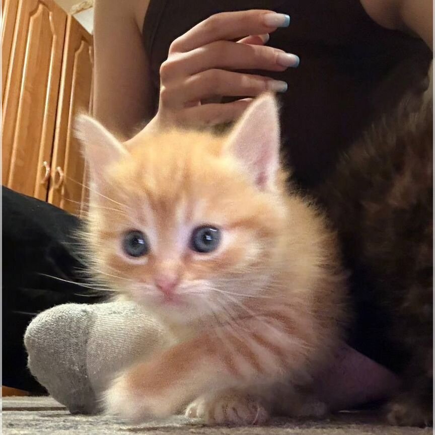 Котёнок в добрые руки