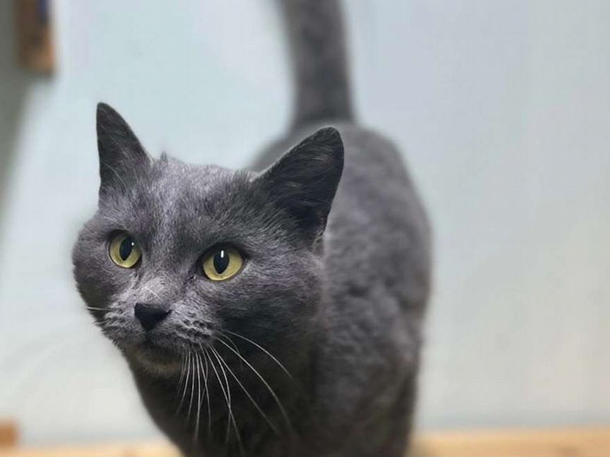 Кошки в добрые руки