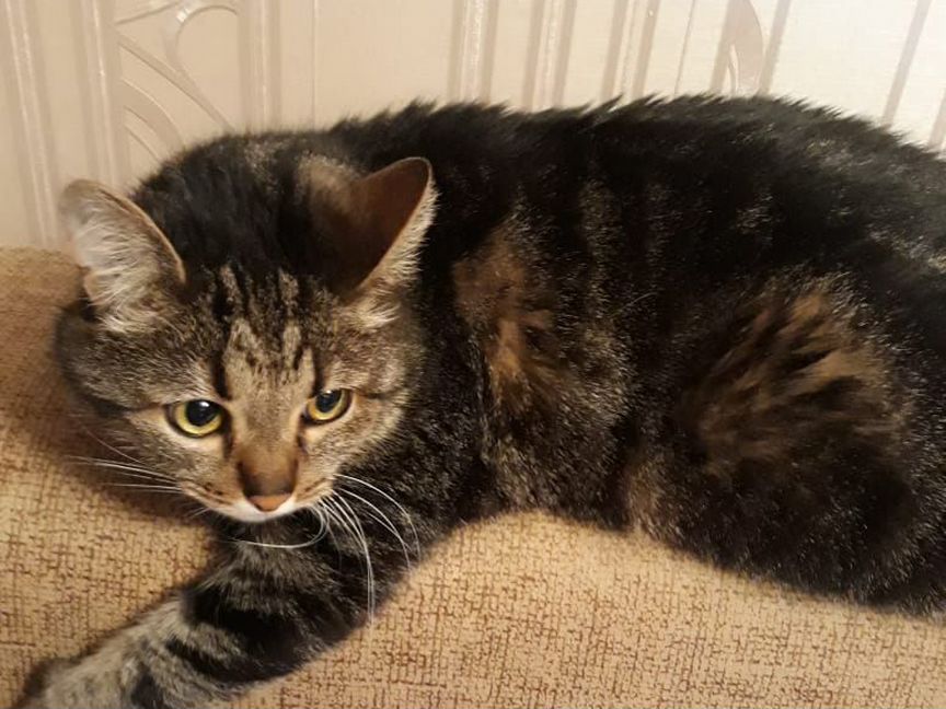 Кот в добрые руки