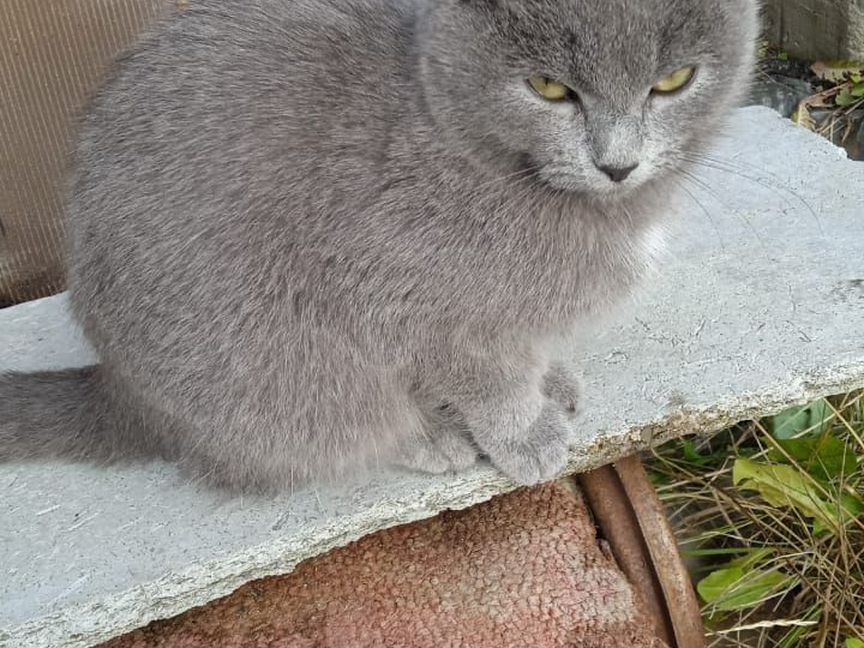 Сальман ждёт своего человека