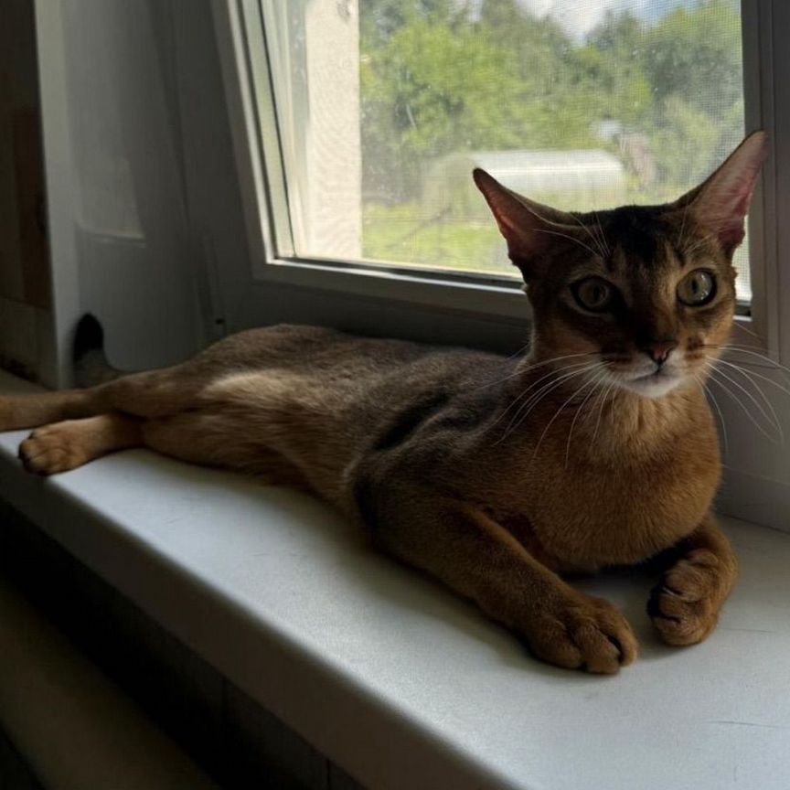 Абиссинская, взрослая кошка