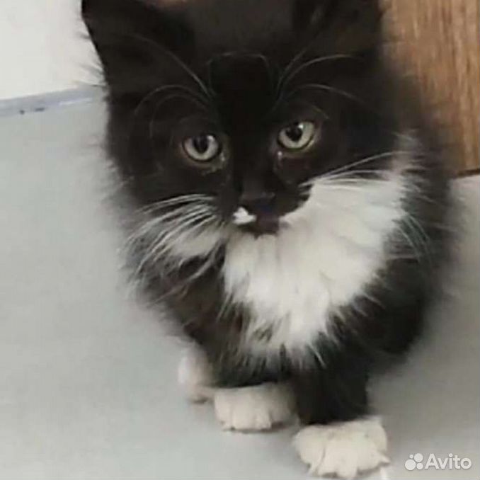 Очаровашка ищет дом