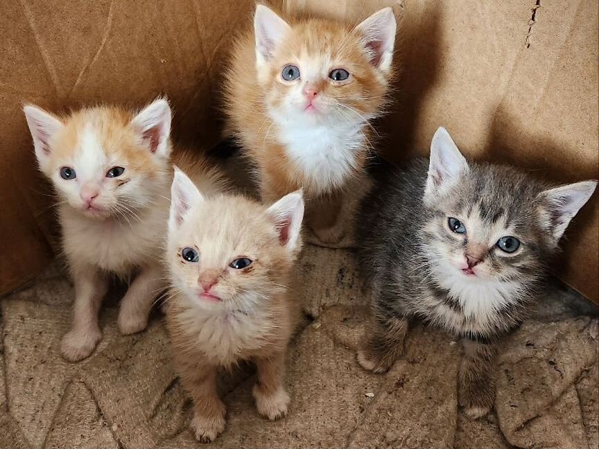 Котята в добрые руки мальчики 1 месяц