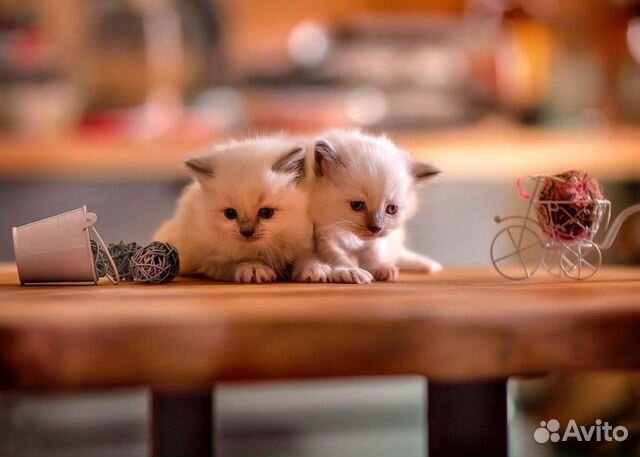 Котята Рэгдолл Миттед