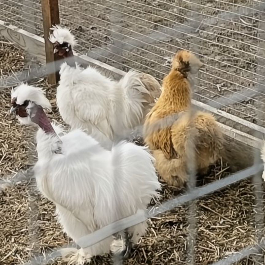 Петух китайский шелковый голошейный