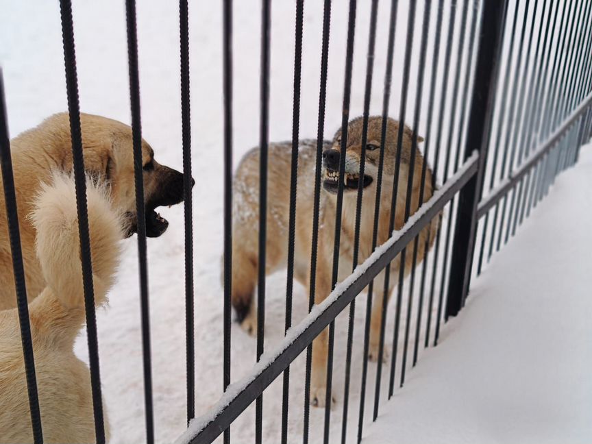 Собака кангал