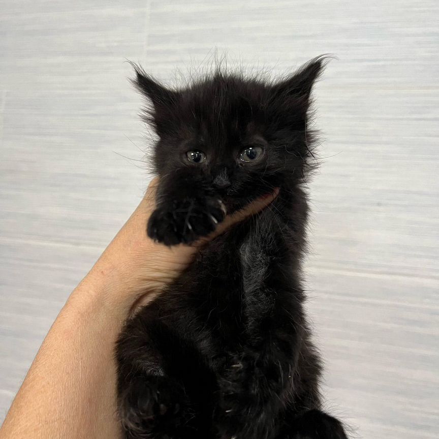 Кошечка котенок 1,5 мес
