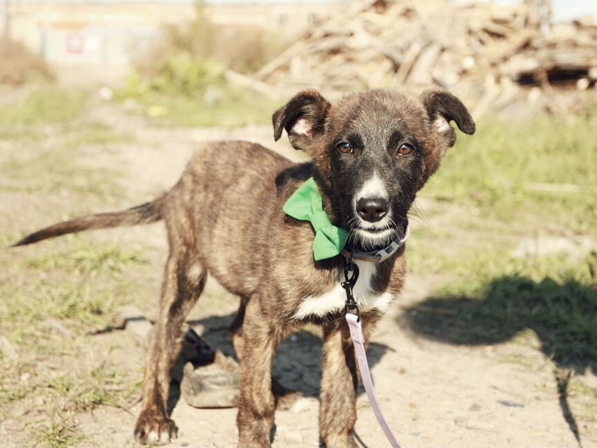 Чудо щенок Марти ищет дом