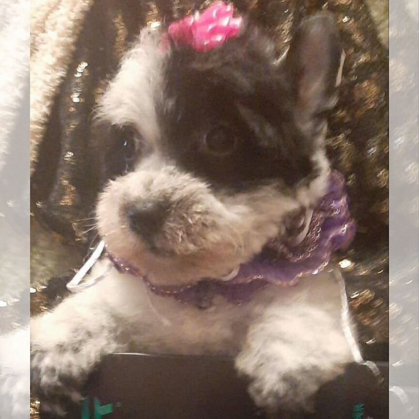 Той-пудель, щенок