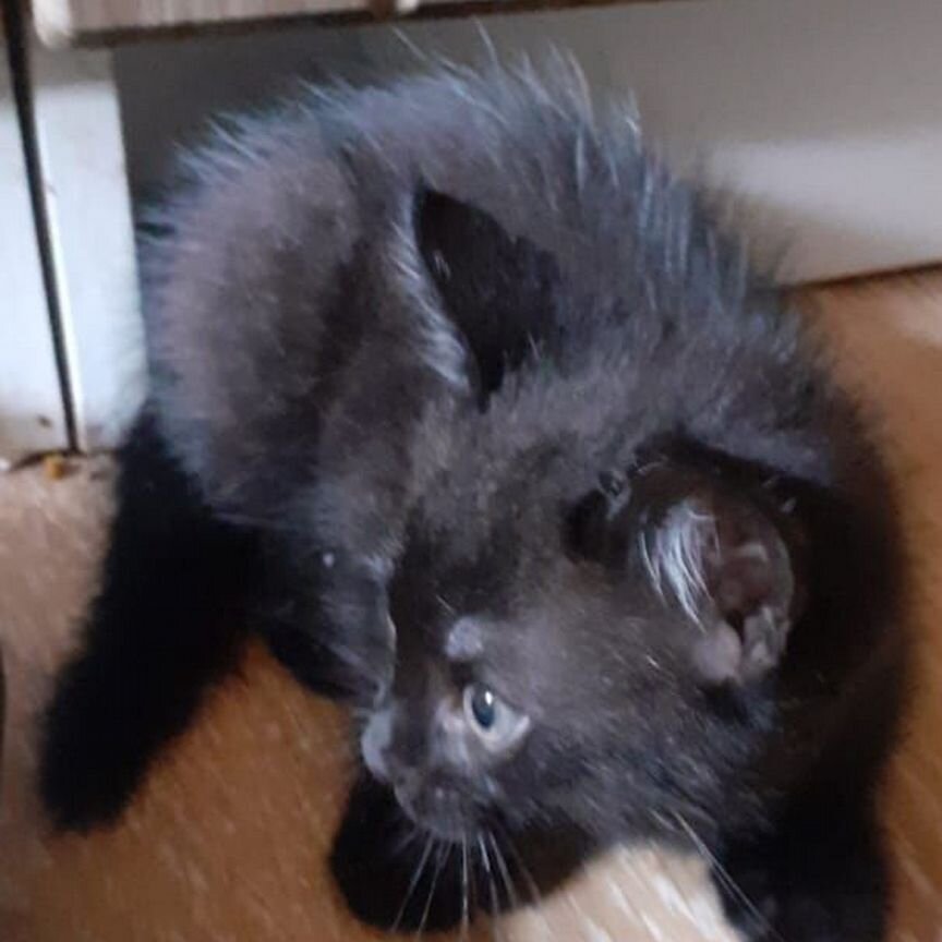 Котята в добрые руки бесплатно