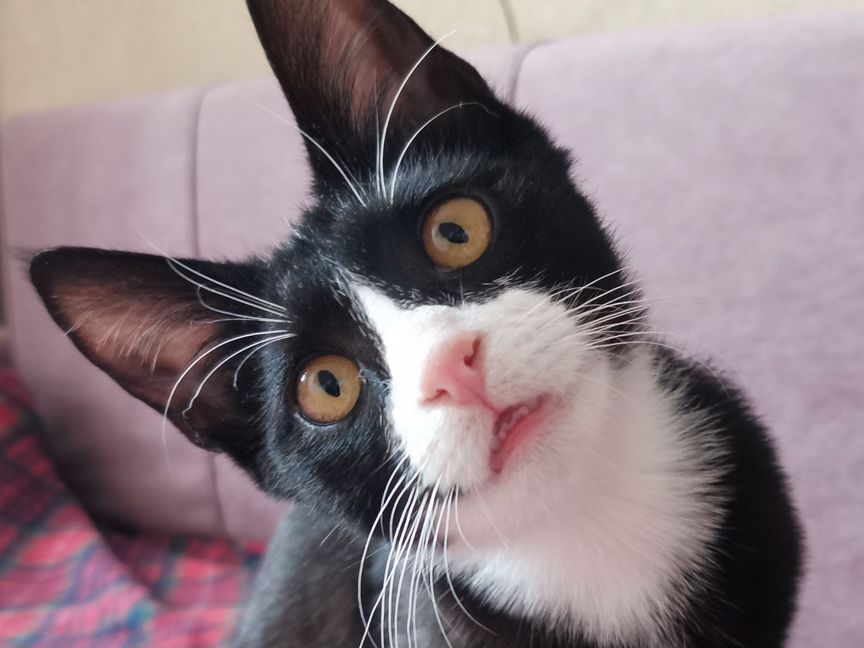 Котёнок черно белый